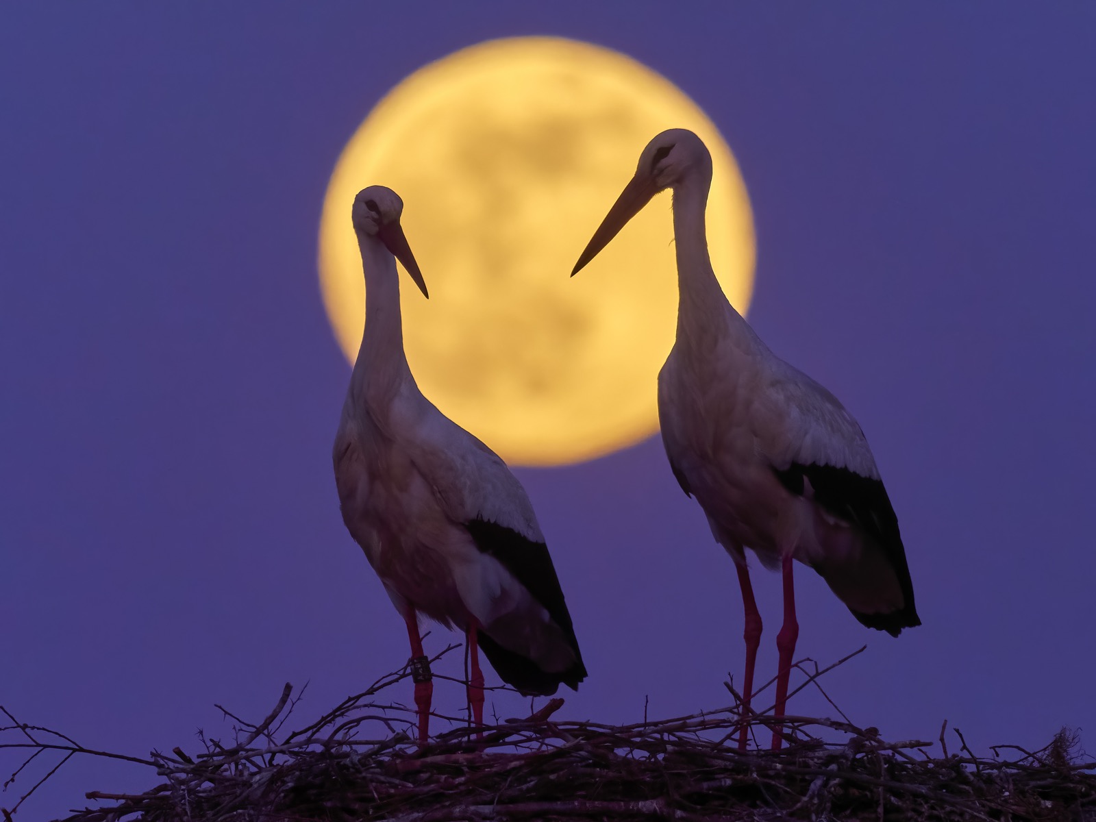 Ergebnisse des FOB Wettbewerbs 2023 | Fotokreis Oberschwaben Bodensee